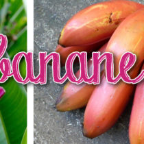 La banane rose